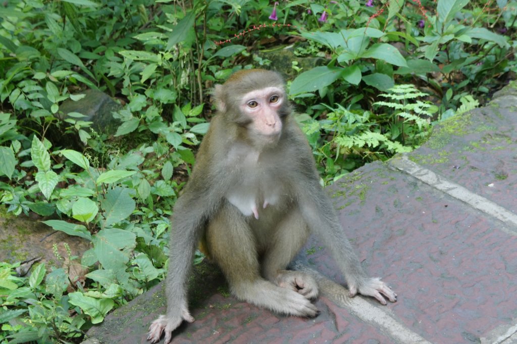 Wild monkeys along Golden Whip Stream